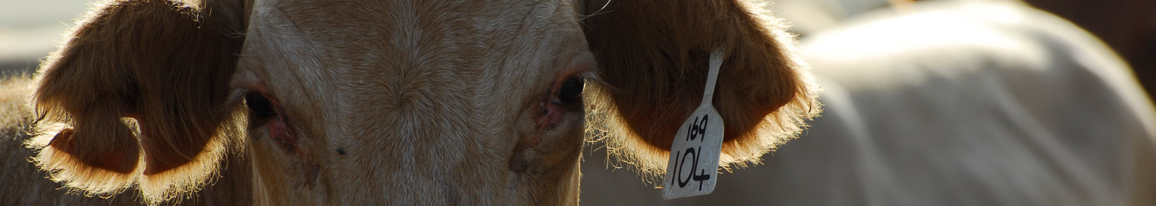 LUTEOSYL ® SOLUCIÓN INYECTABLE