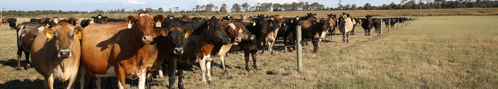 NEOPRINIL ® SOLUCIÓN TÓPICA