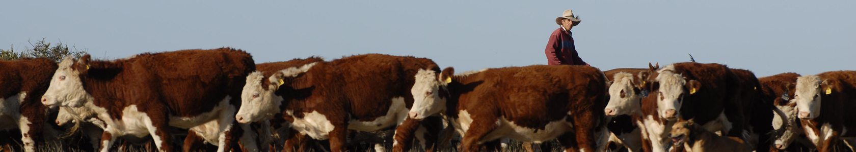 GONASYL ® SOLUCIÓN INYECTABLE