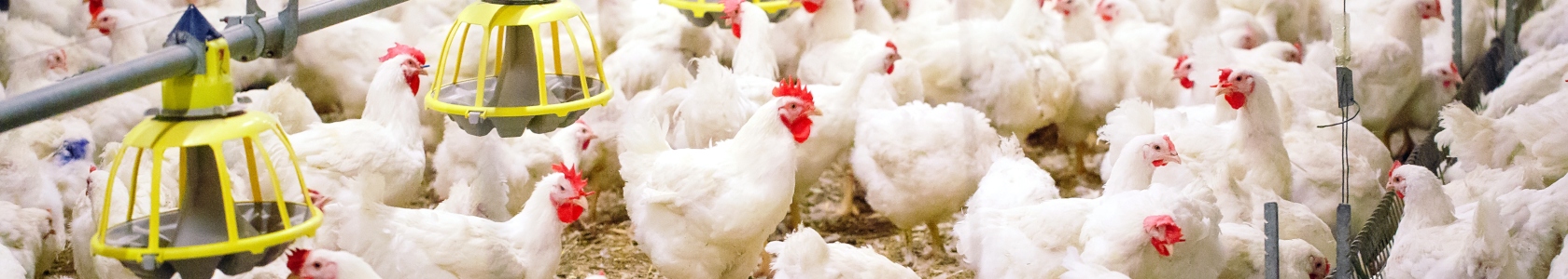 ¿Qué contiene un buen alimento para aves?