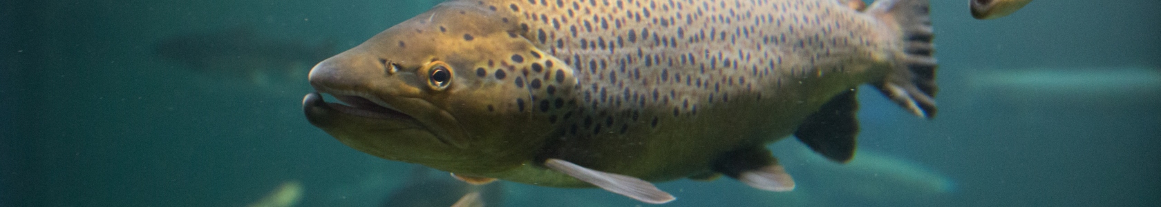 ZANIL ® 80% POLVO ORAL