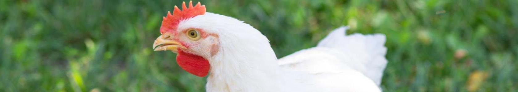 ZANIL ® 10% POLVO ORAL