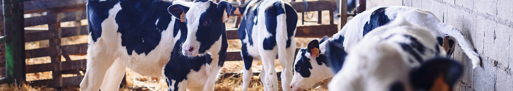 CLINEXIN® 5% SUSPENSIÓN INYECTABLE