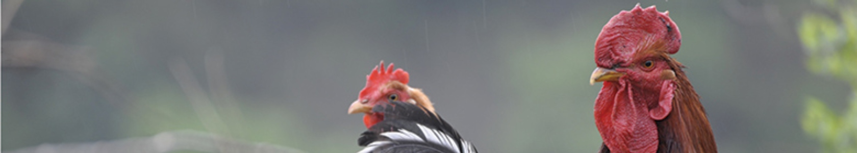 ZANIL ® HCL 80% POLVO ORAL